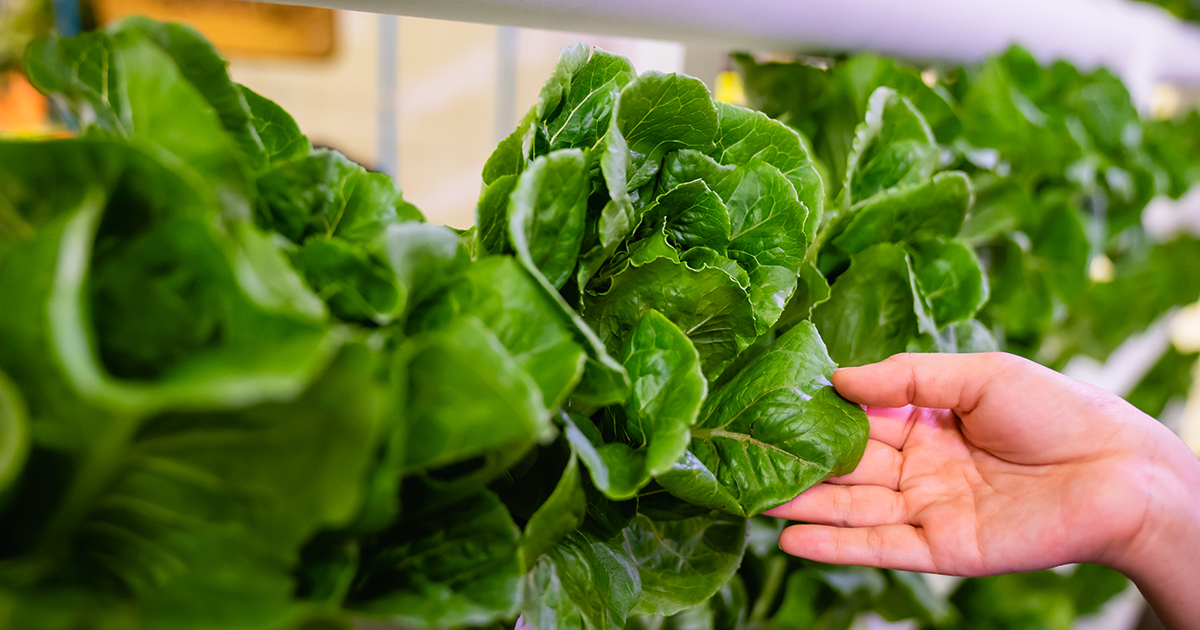 Grant Helps Teach Kids to Grow Own Food at Wisconsin Heights Schools ...
